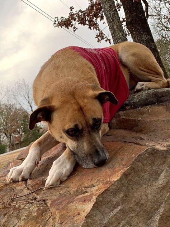 Mastiff Shepherd (German Shepherd & Mastiff Mix) Info, Pictures, Facts ...