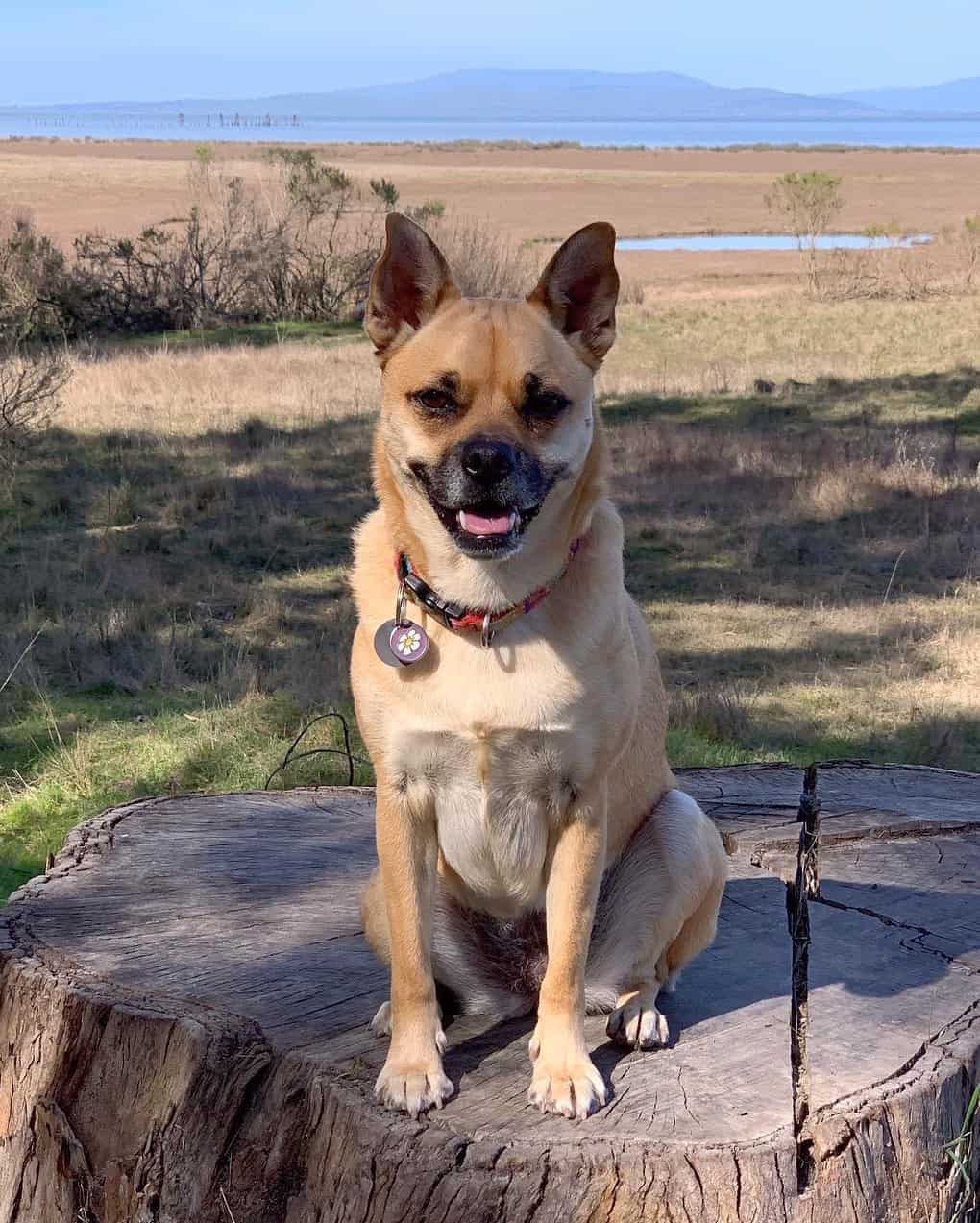 Shug (German Shepherd & Pug Mix) Info, Pictures, Facts, FAQs & More