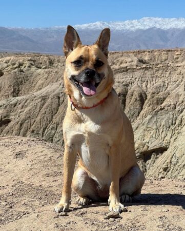Shug (German Shepherd & Pug Mix) Info, Pictures, Facts, FAQs & More