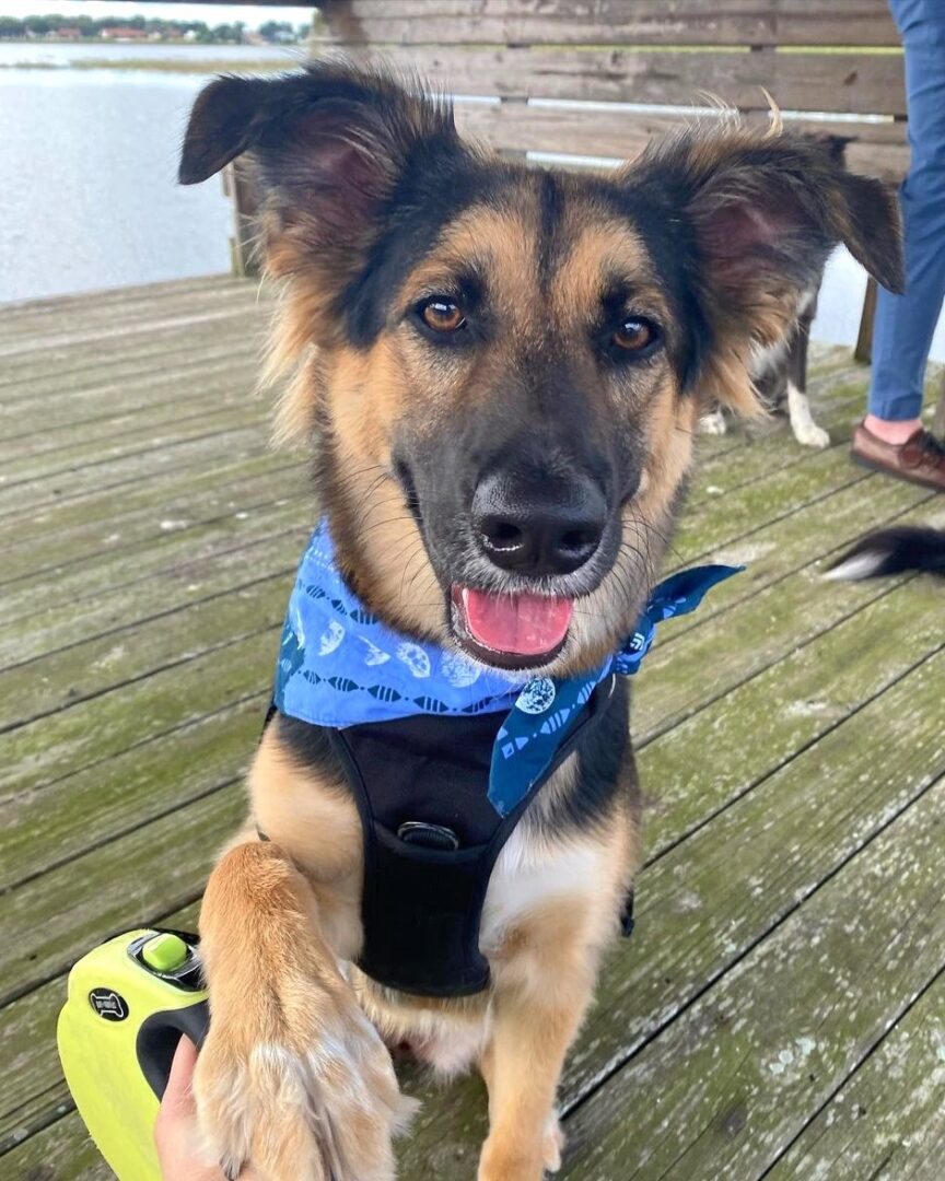 German Sheprador (German Shepherd & Labrador Mix) Info, Pictures, FAQs ...