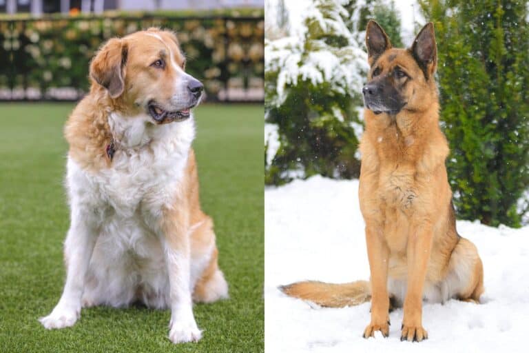 Shepnees (Great Pyrenees & German Shepherd Mix) Info, Pictures, FAQs & More