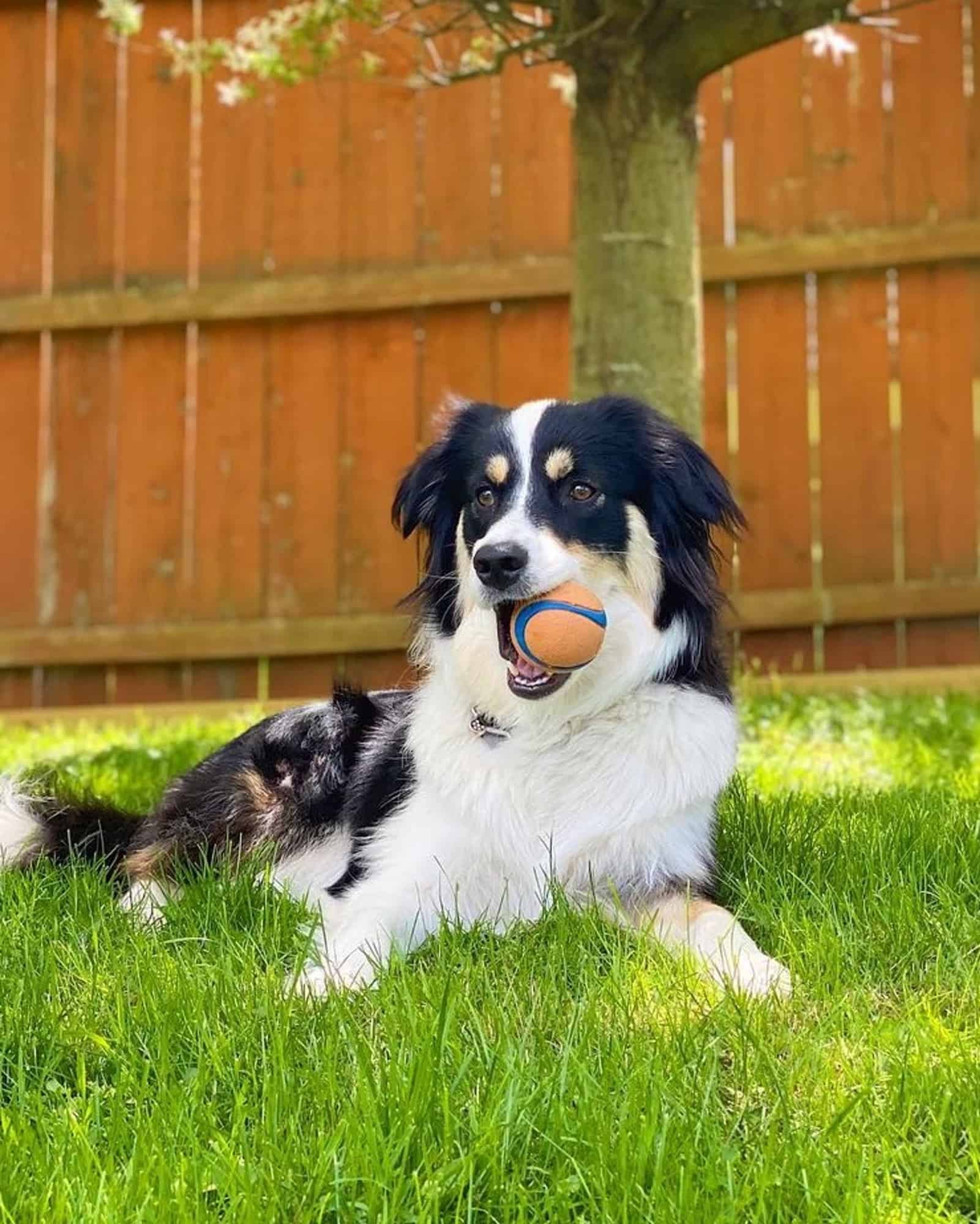 Great Pyrenees Australian Shepherd Mix: Info, Pictures, Facts, FAQs & More