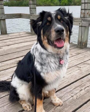 Great Pyrenees Australian Shepherd Mix: Info, Pictures, Facts, FAQs & More