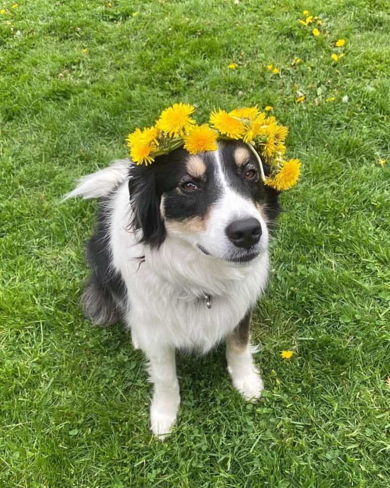 Great Pyrenees Australian Shepherd Mix: Info, Pictures, Facts, FAQs & More