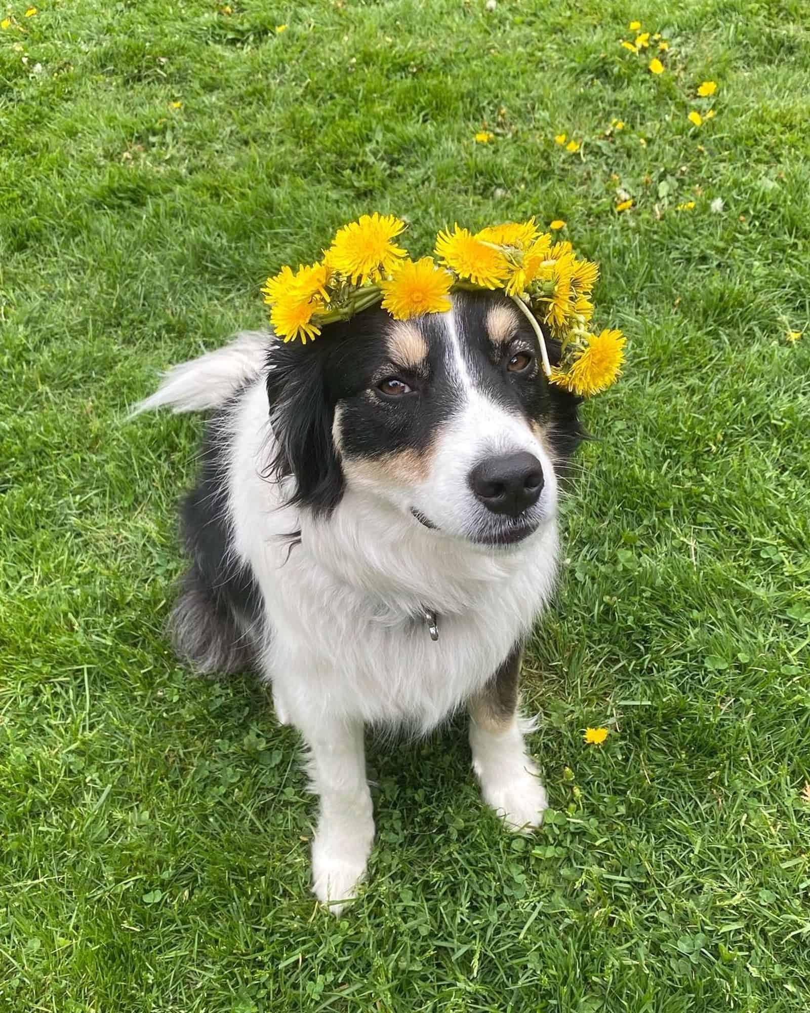 Great Pyrenees Australian Shepherd Mix: Info, Pictures, Facts, FAQs & More