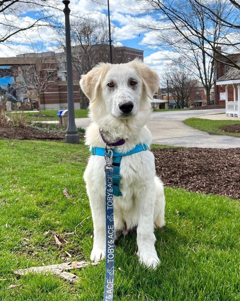Shepnees (Great Pyrenees & German Shepherd Mix) Info, Pictures, FAQs & More