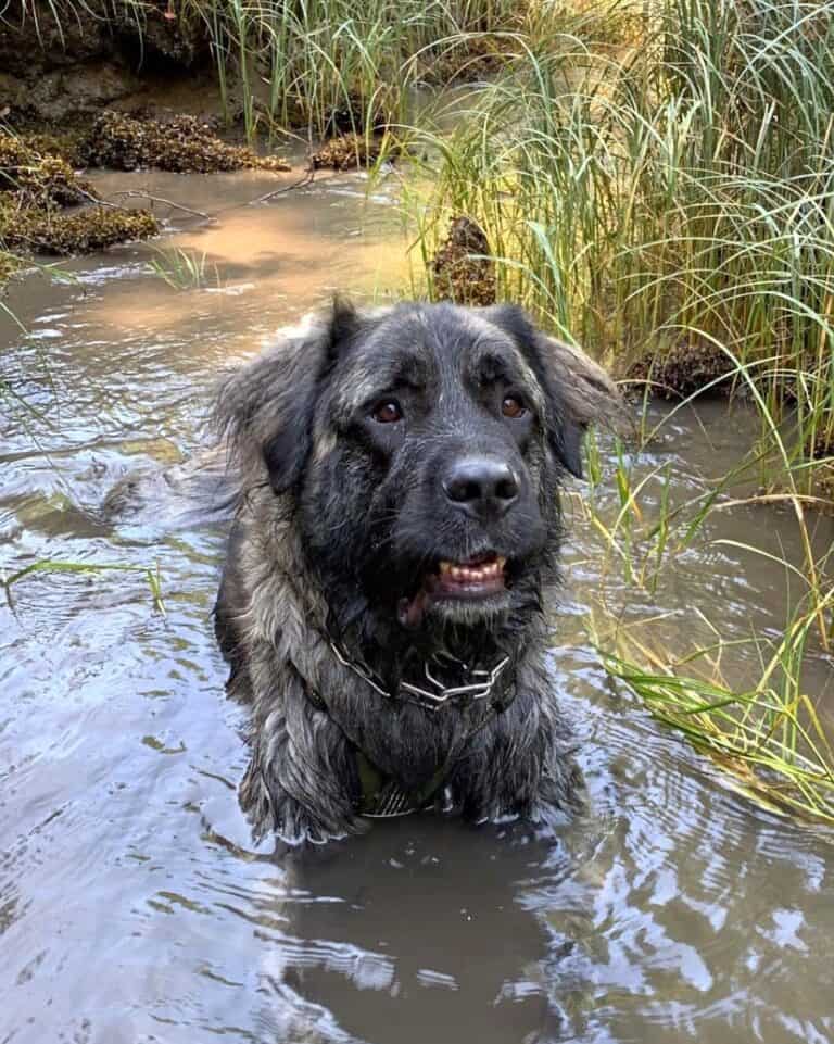 Saint Pyrenees (Great Pyrenees & Saint Bernard Mix) Info, Pictures ...