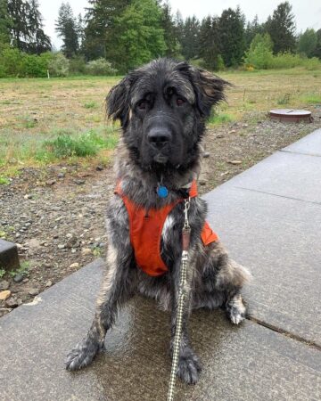 Saint Pyrenees (Great Pyrenees & Saint Bernard Mix) Info, Pictures ...