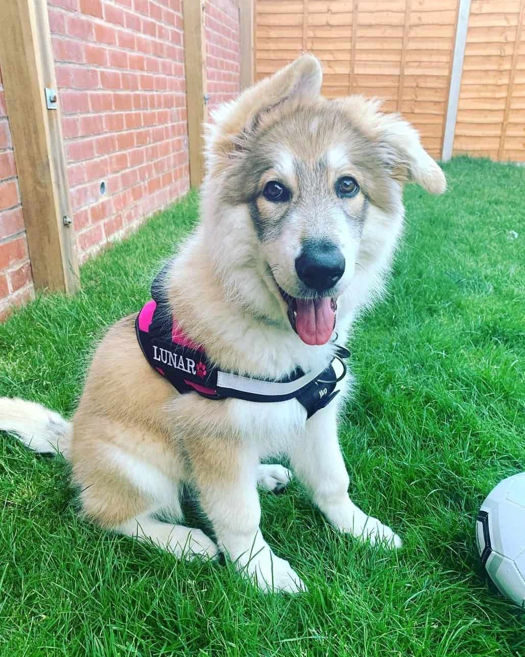 Alaskan Shepherd Breed Info, Pictures, Facts, FAQs & More