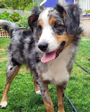 Australian Shepherd Bernese Mountain Dog Mix: Info, Pictures, Facts ...