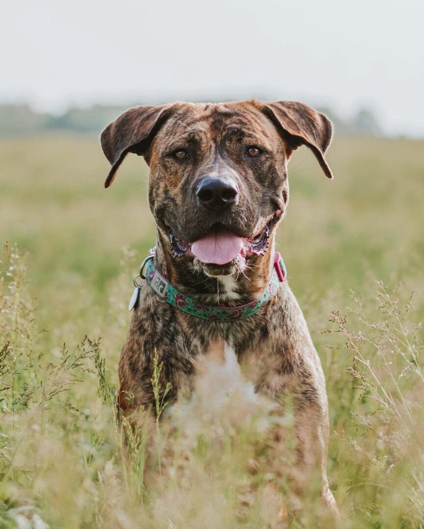 Cane Corso Bullmastiff Mix: Info, Pictures, Facts, FAQs & More