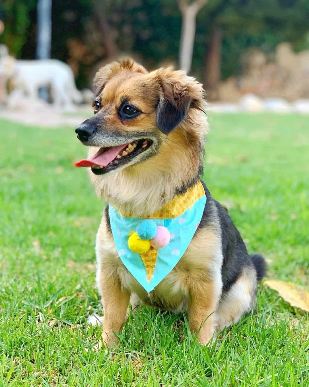 German Shepherd Chihuahua Mix: Info, Pictures, Facts, FAQs & More