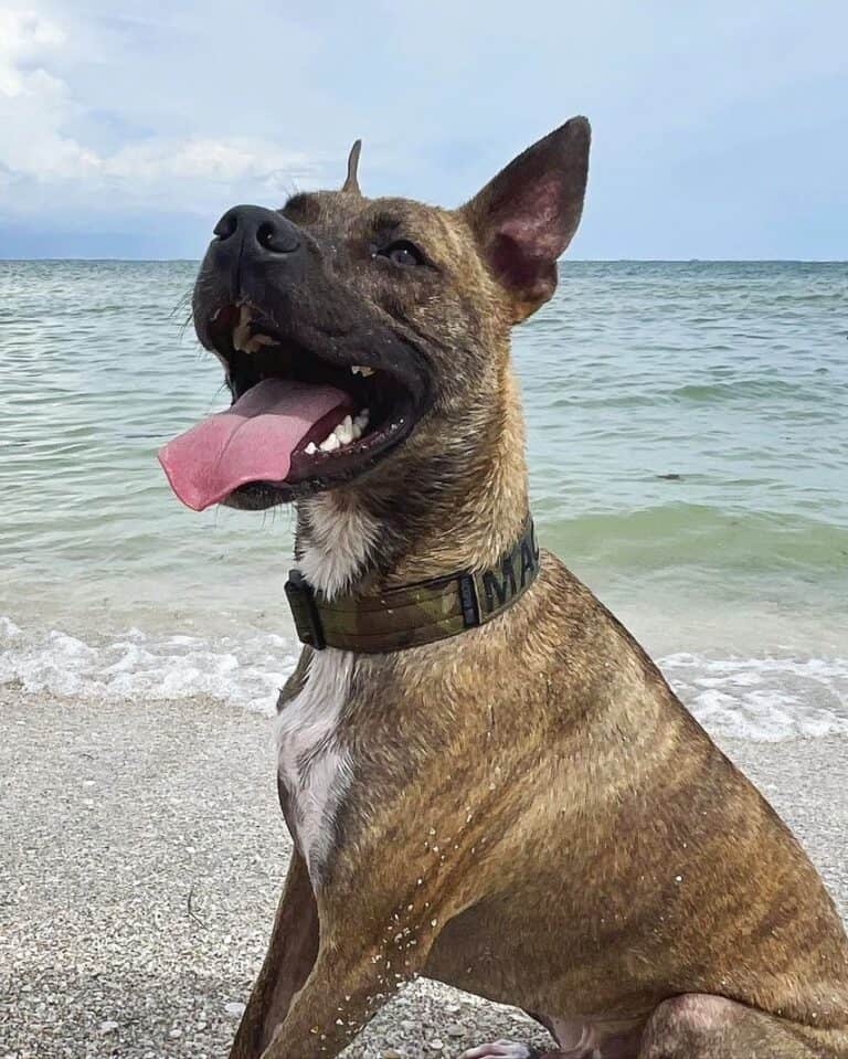 German Pit (German Shepherd & Pitbull Mix) Info, Pictures, Facts, FAQs ...