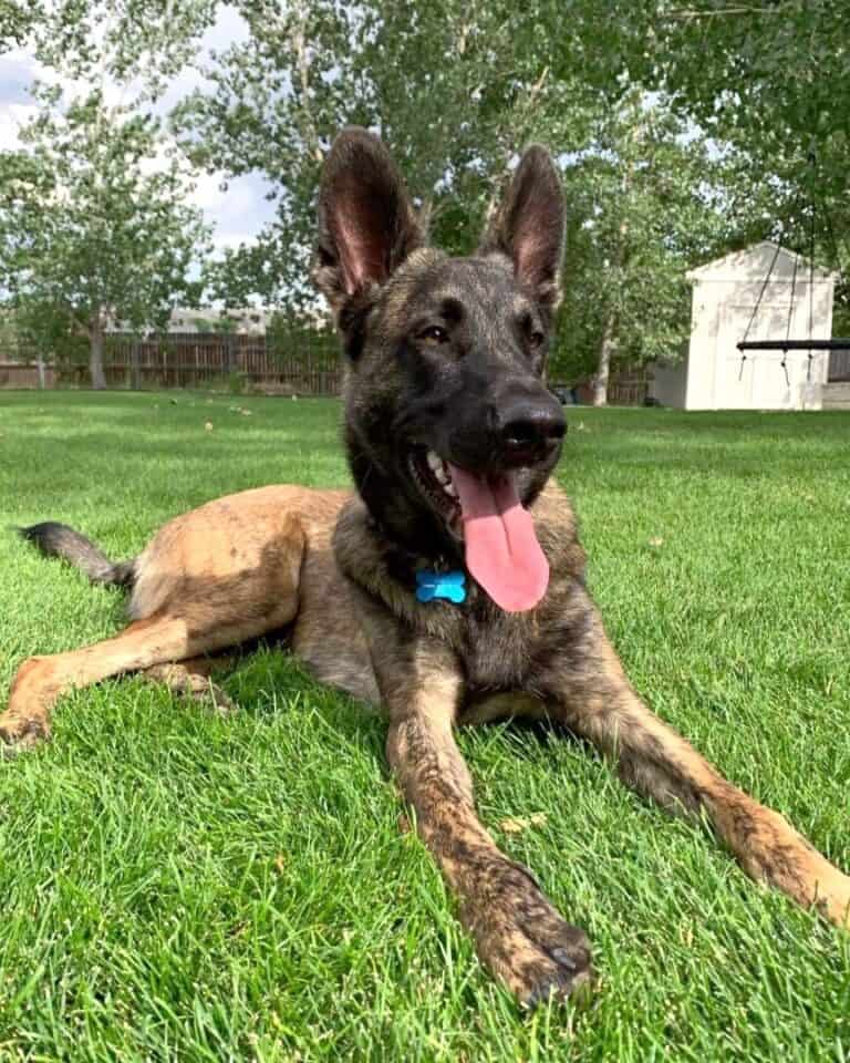 Mali Dutchie (Dutch Shepherd & Belgian Malinois Mix) Info, Pictures ...