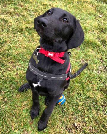 Whipador (Whippet & Labrador Mix) Info, Pictures, Facts, FAQs & More