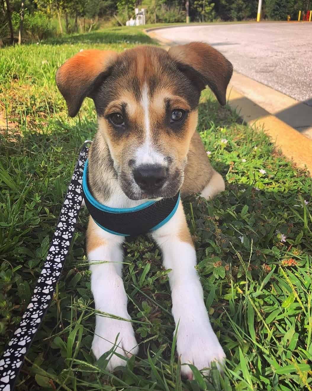 Boxsky (Boxer & Husky Mix) Info, Pictures, Facts, FAQs & More