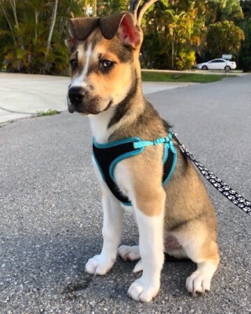 Boxsky (Boxer & Husky Mix) Info, Pictures, Facts, FAQs & More