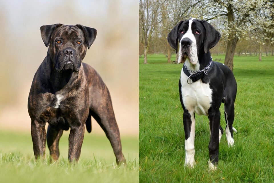 Italian Daniff (Cane Corso & Great Dane Mix) Info, Pictures, Facts ...