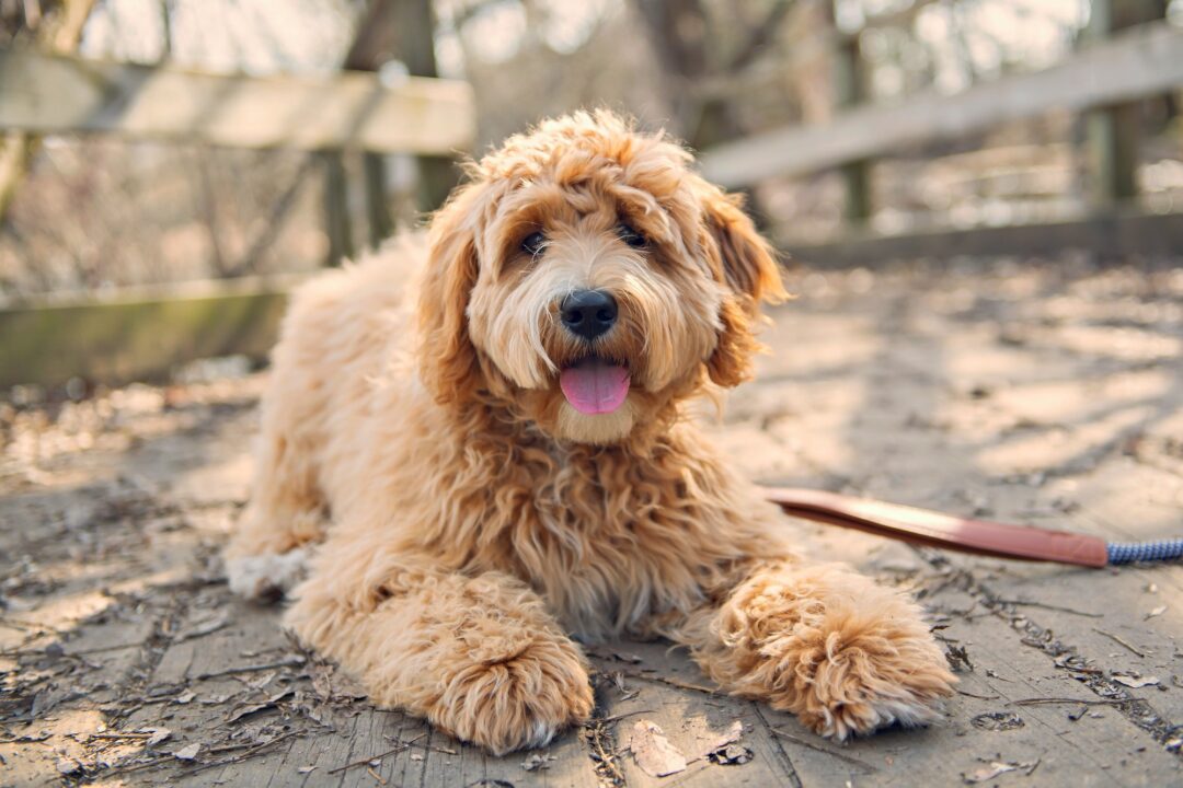 How Much Does a Labradoodle Cost? (2025 Price Guide)