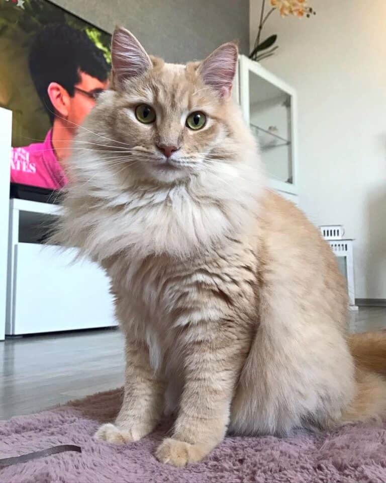 Maine Coon Ragdoll Mix: Info, Pictures, Facts, FAQs & More