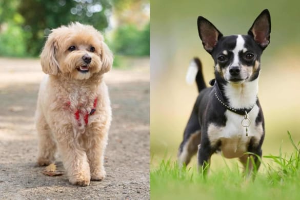 Miniature Rottweiler: All You Need to Know About the Mini Rottie