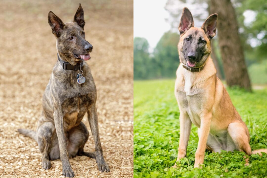 Mali Dutchie (Dutch Shepherd & Belgian Malinois Mix) Info, Pictures ...