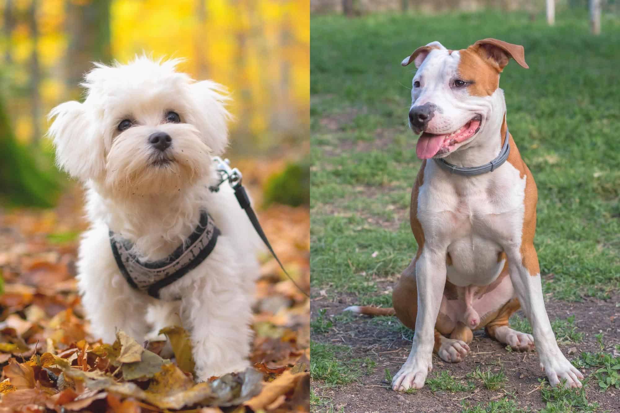 Maltese Pitbull Mix: Info, Pictures, Facts, FAQs & More