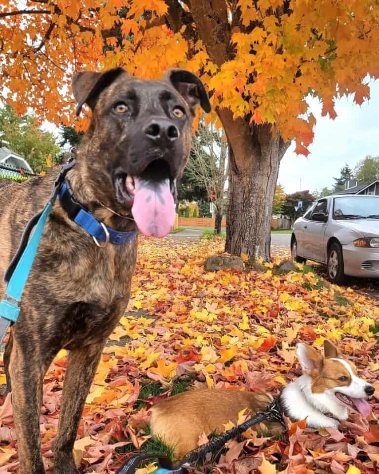 Mastiff Shepherd (German Shepherd & Mastiff Mix) Info, Pictures, Facts ...