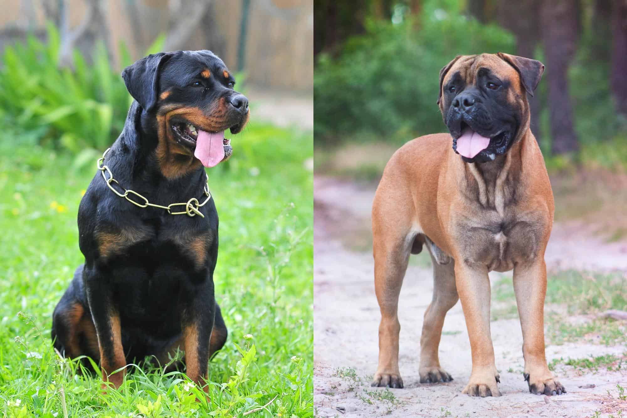 Mastweiler (Rottweiler & Mastiff Mix) Info, Pictures, Facts, FAQs & More