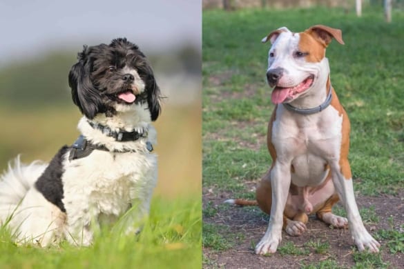 Pitshih (Shih Tzu & Pitbull Mix) Info, Pictures, Facts, FAQs & More