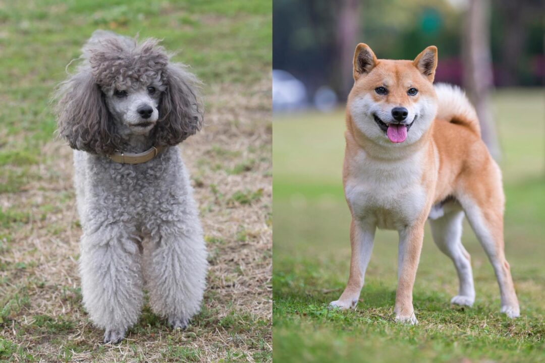 Poo Shi (Poodle & Shiba Inu Mix) Info, Pictures, Facts, FAQs & More