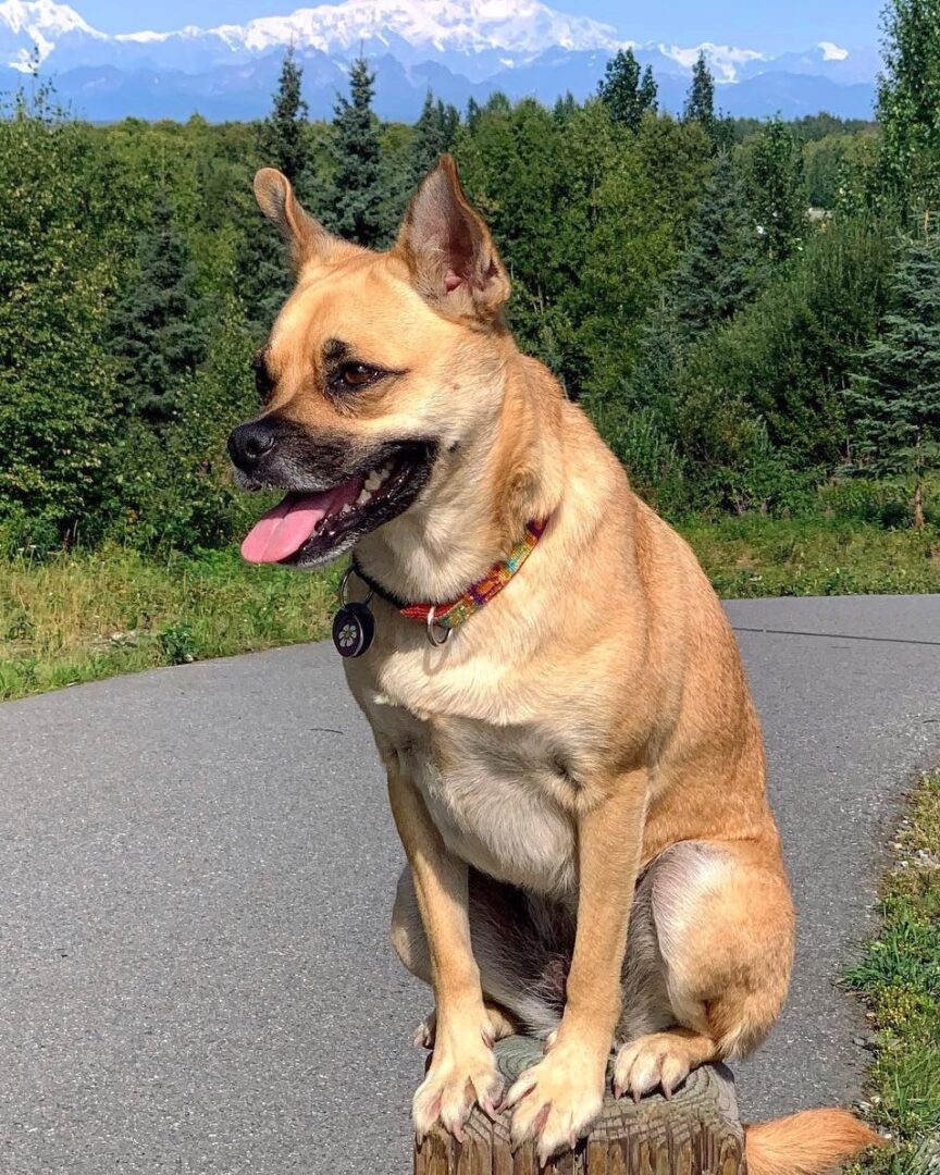 Shug (German Shepherd & Pug Mix) Info, Pictures, Facts, FAQs & More