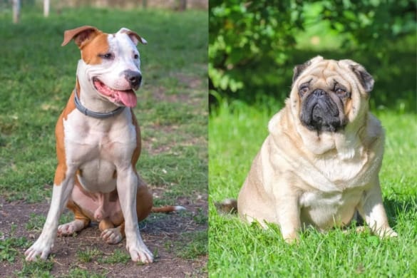 Miniature Rottweiler: All You Need to Know About the Mini Rottie