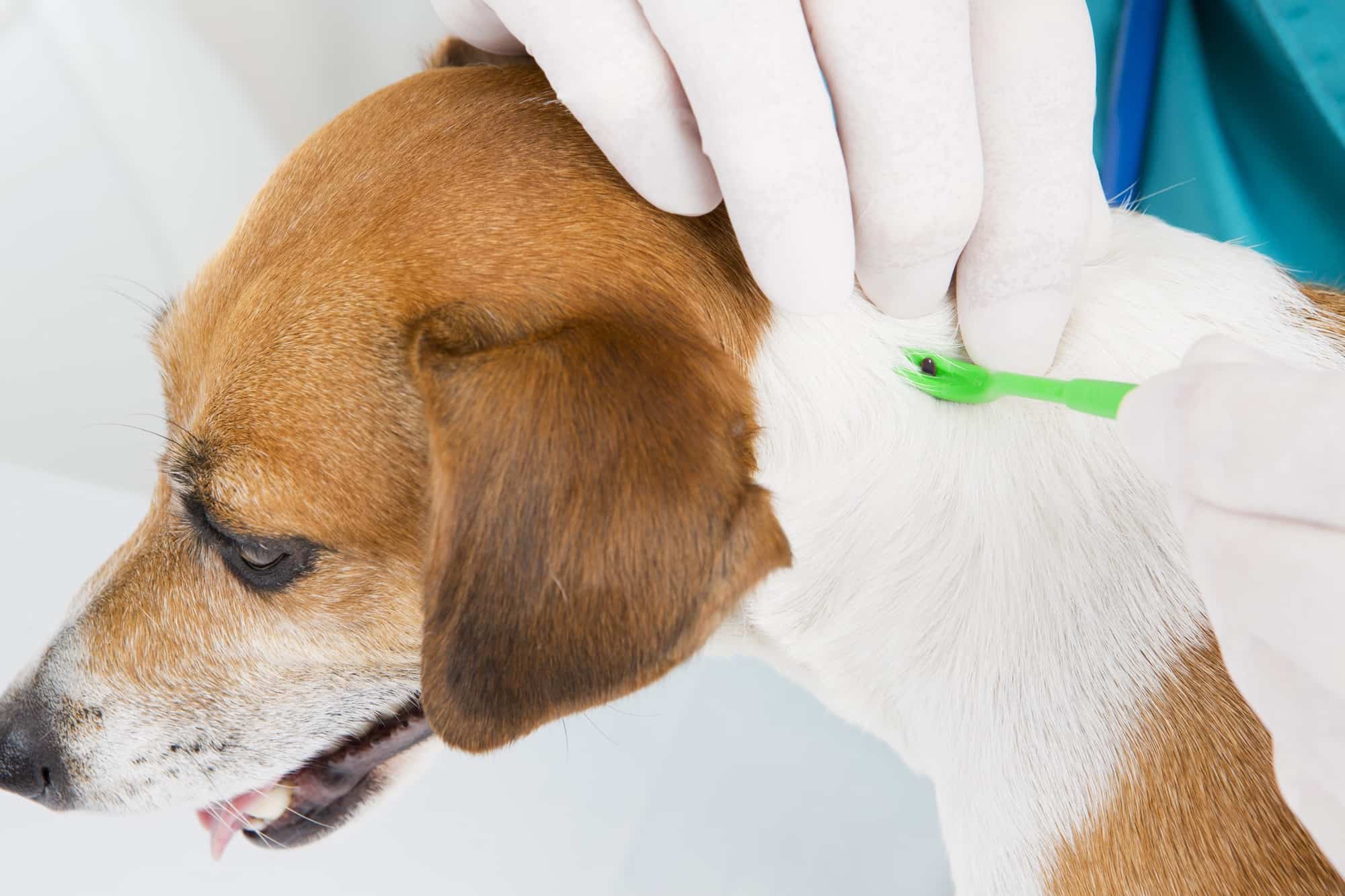 Dried Dead Tick on Dog: How to Remove It & What to Do (With FAQs)