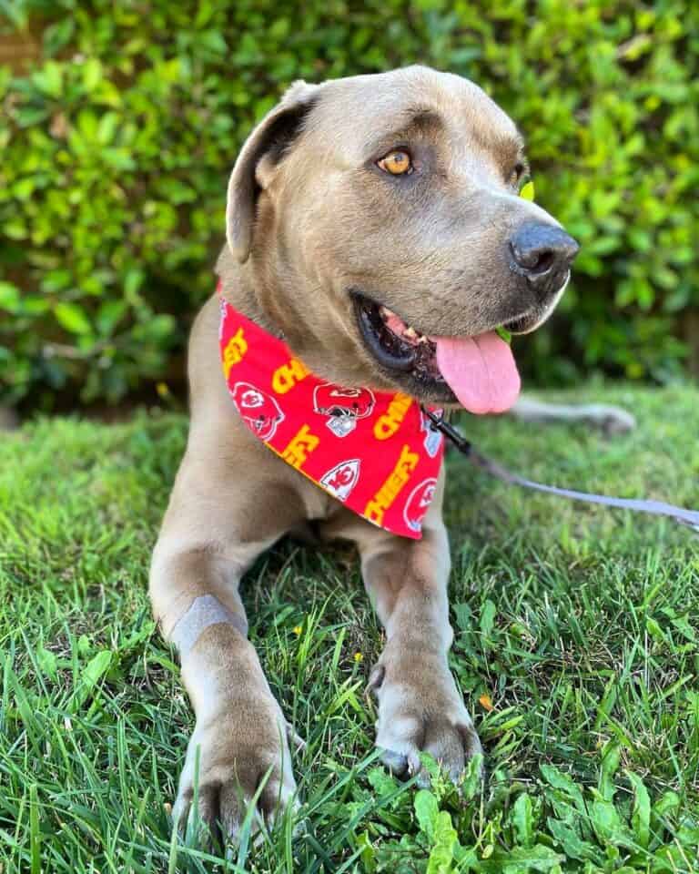 Rotticorso (Cane Corso & Rottweiler Mix) Info, Pictures, Facts, FAQs & More