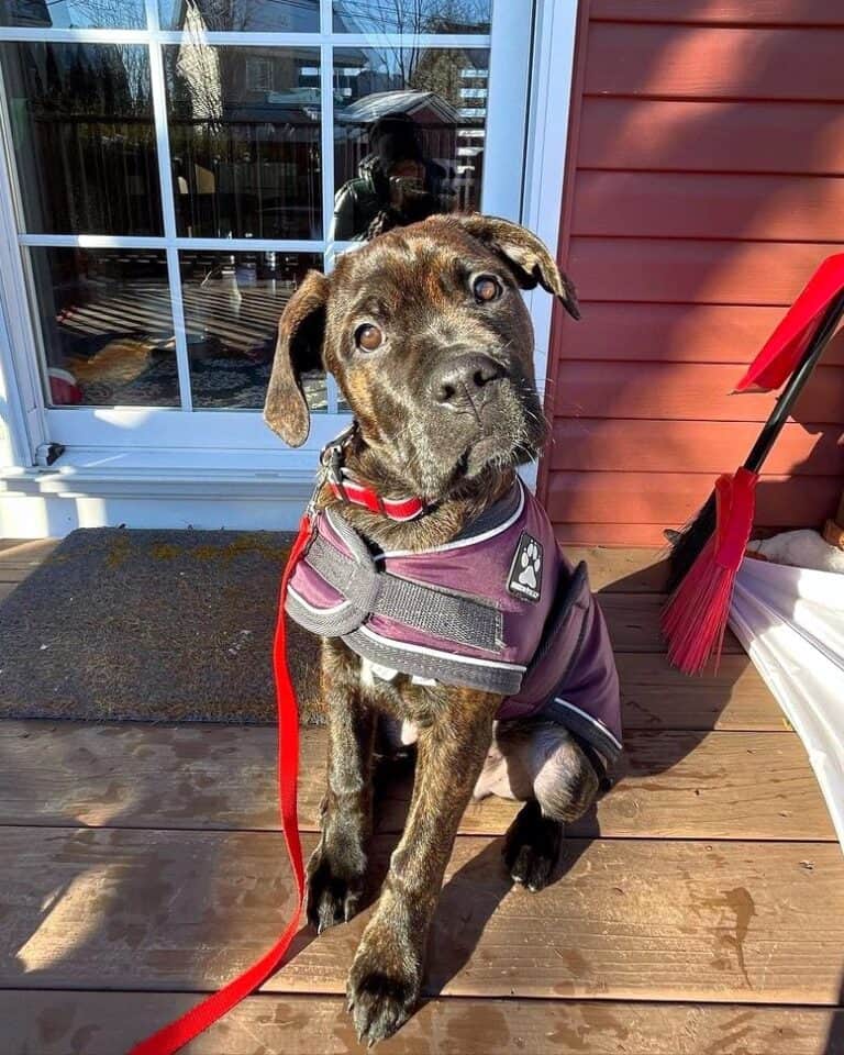 Rotticorso (Cane Corso & Rottweiler Mix) Info, Pictures, Facts, FAQs & More