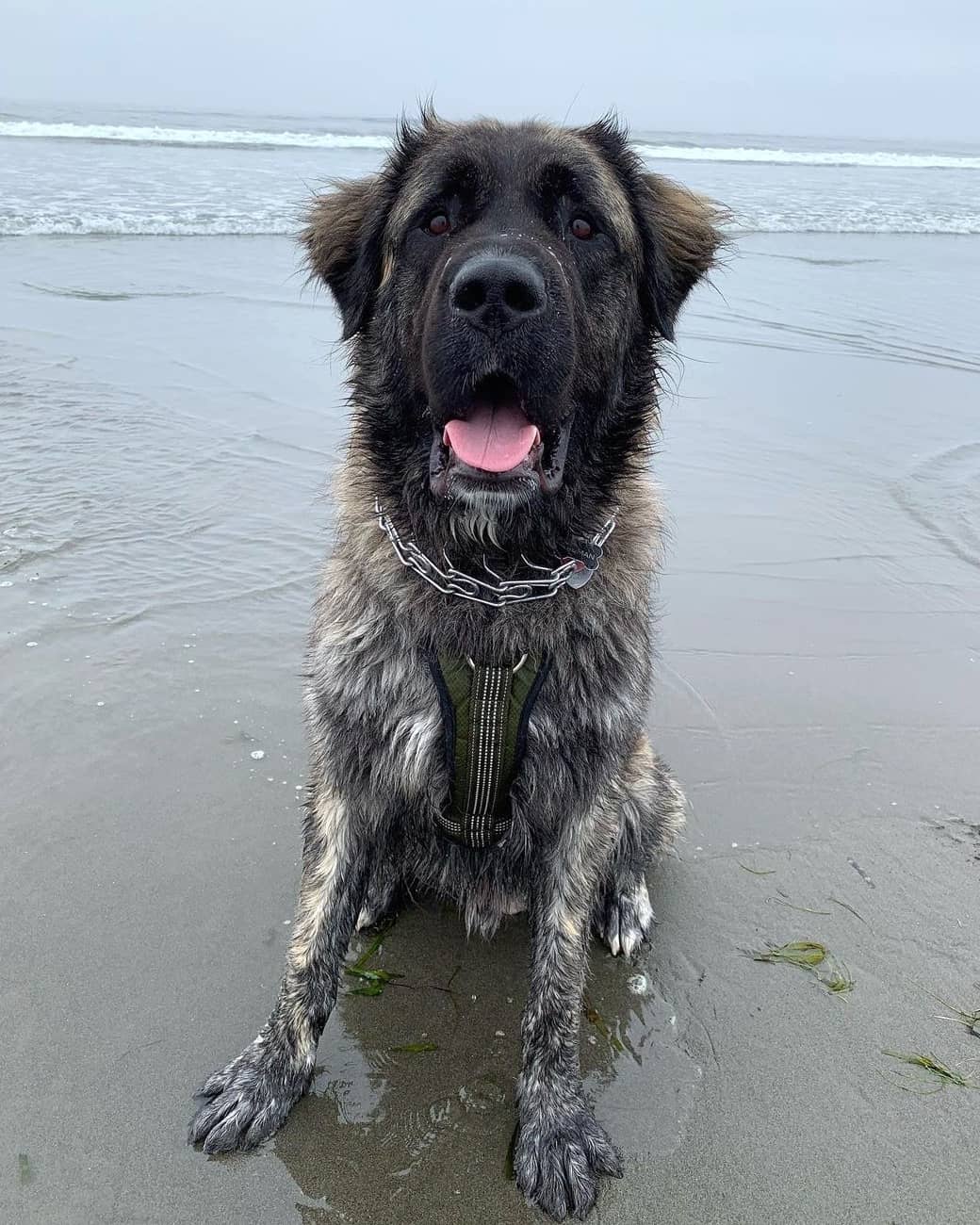 Saint Pyrenees (Great Pyrenees & Saint Bernard Mix) Info, Pictures ...