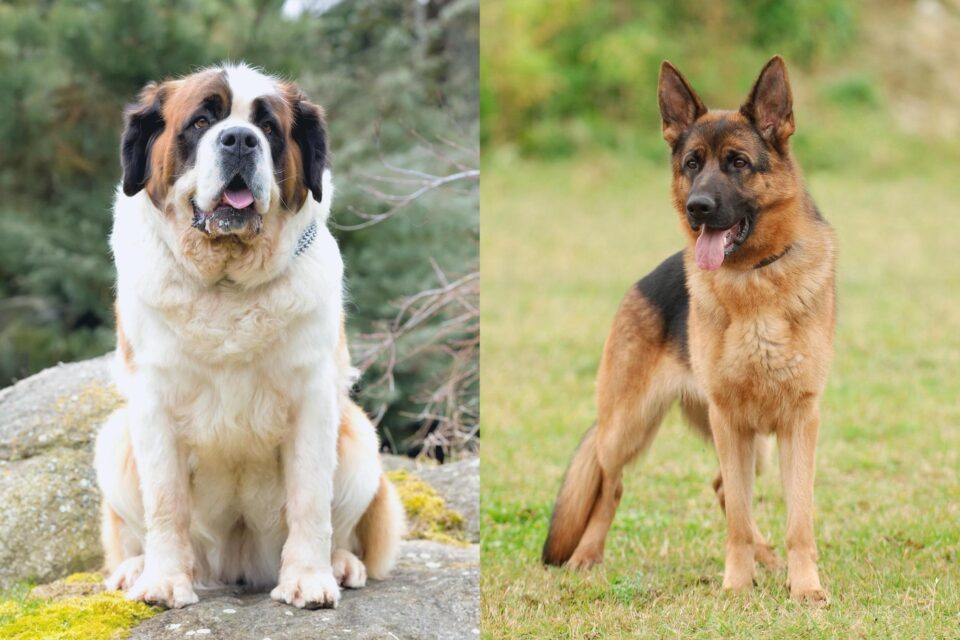 Saint Shepherd (Saint Bernard & German Shepherd Mix) Info, Pictures ...