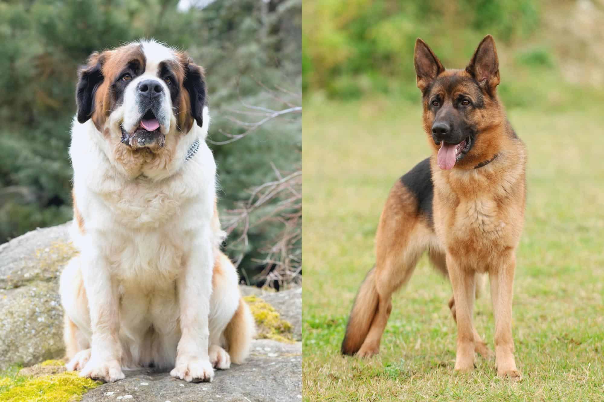 German Shepherd And Saint Bernard Mix