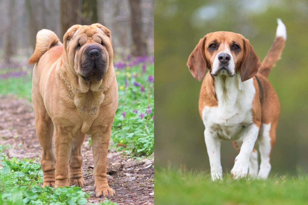 Sharp Eagle (Shar-Pei & Beagle Mix) Info, Pictures, Facts, FAQs & More