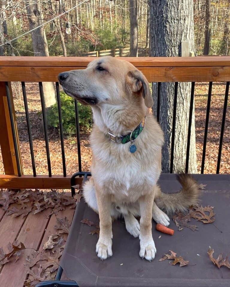 Shepnees (Great Pyrenees & German Shepherd Mix) Info, Pictures, FAQs & More