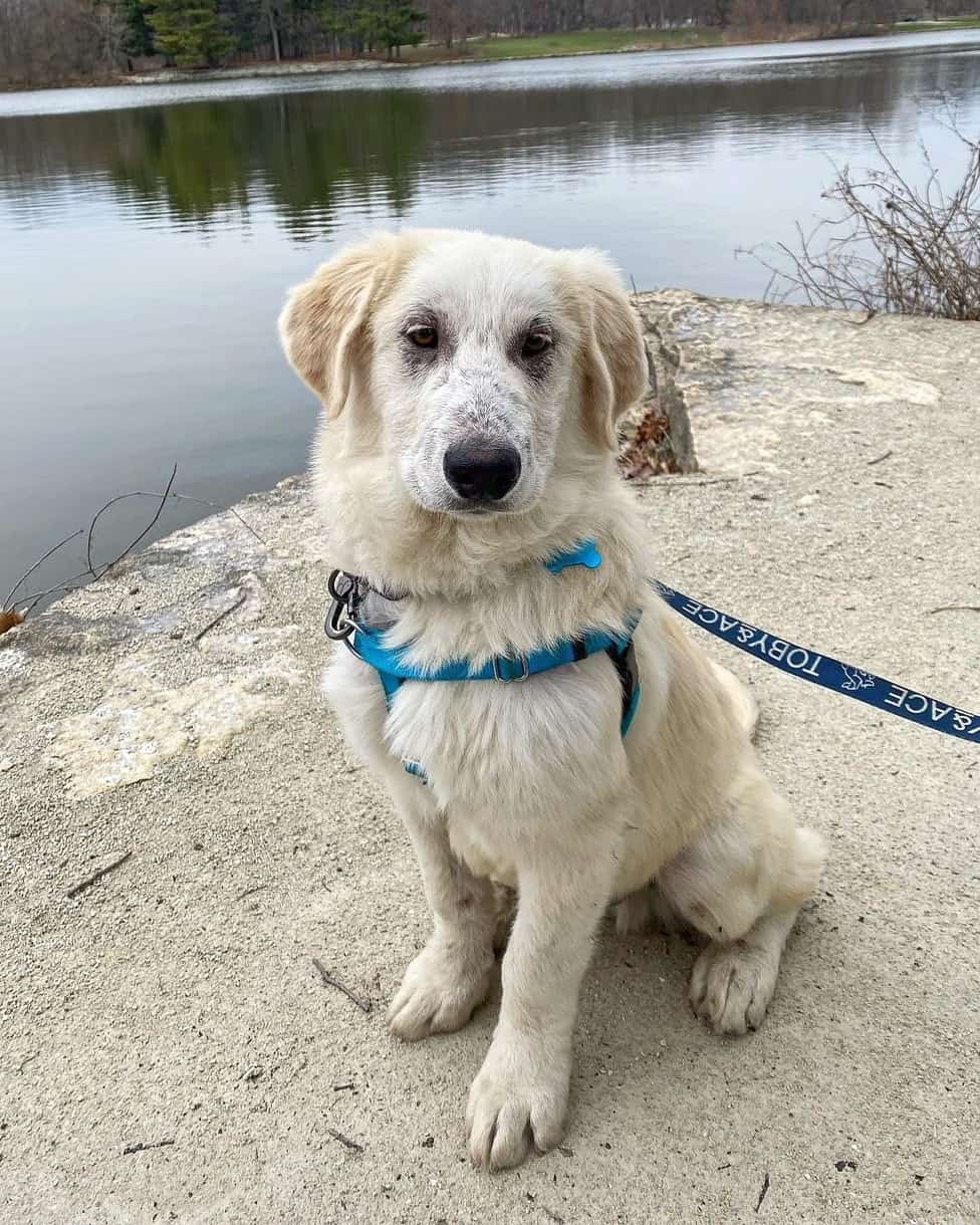 Shepnees (Great Pyrenees & German Shepherd Mix) Info, Pictures, FAQs & More