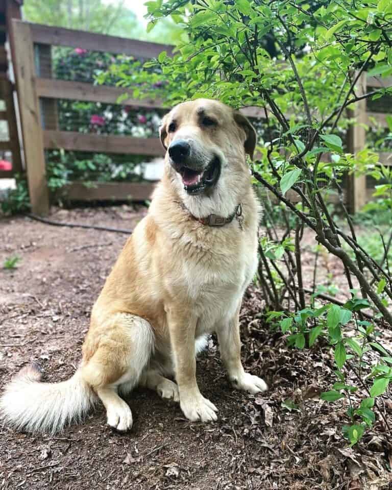 Shepnees (Great Pyrenees & German Shepherd Mix) Info, Pictures, FAQs & More