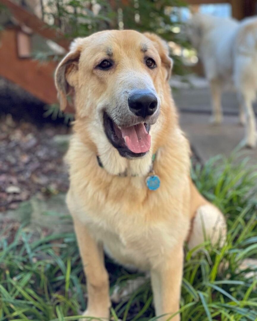 Shepnees (Great Pyrenees & German Shepherd Mix) Info, Pictures, FAQs & More