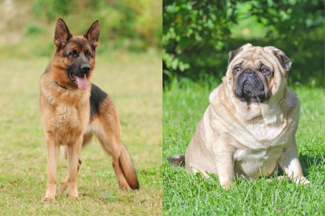 Shug (German Shepherd & Pug Mix) Info, Pictures, Facts, FAQs & More