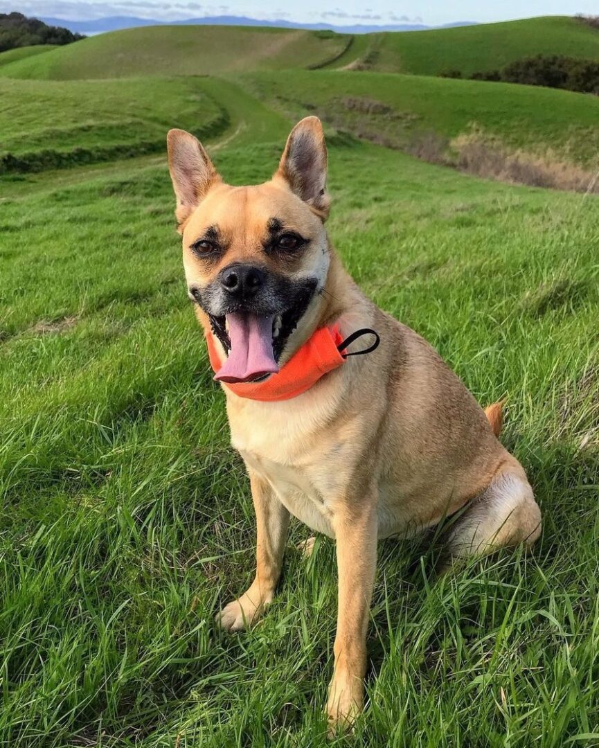 Shug (German Shepherd & Pug Mix) Info, Pictures, Facts, FAQs & More