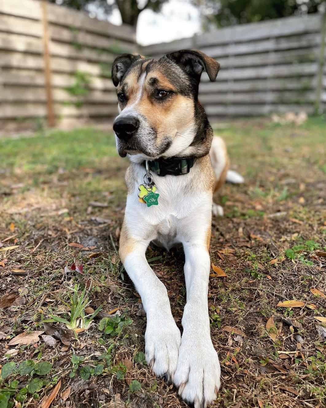 Boxsky (Boxer & Husky Mix) Info, Pictures, Facts, FAQs & More