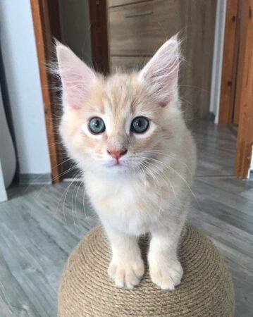 Maine Coon Ragdoll Mix: Info, Pictures, Facts, FAQs & More
