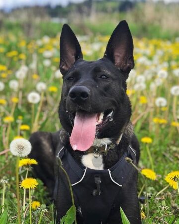 German Pit (German Shepherd & Pitbull Mix) Info, Pictures, Facts, FAQs ...