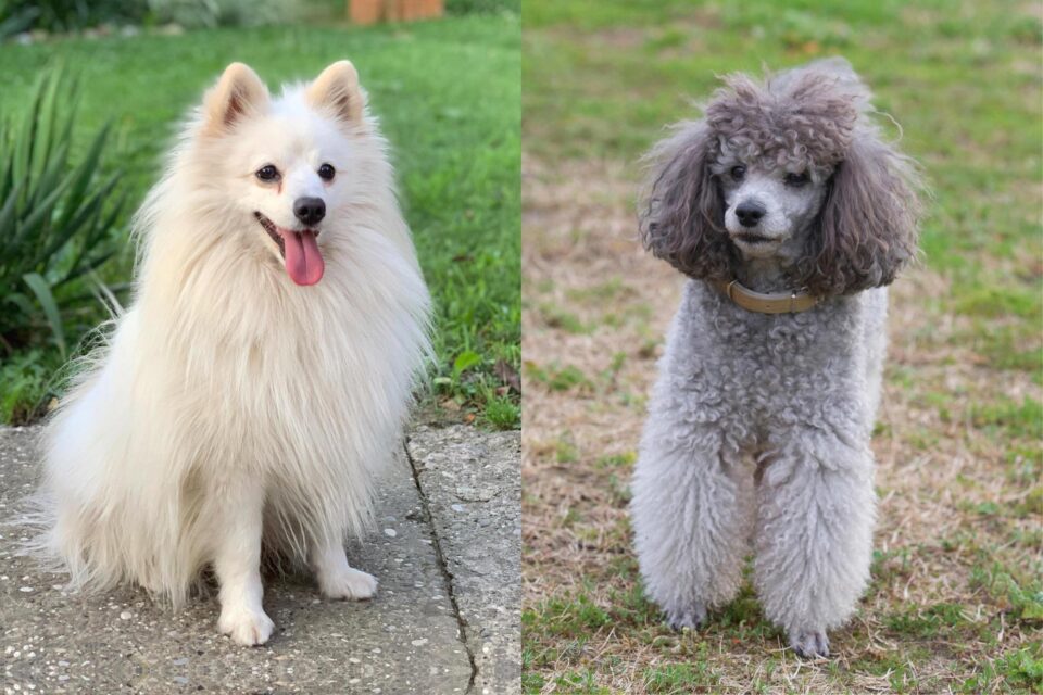 Spitzpoo (Spitz & Poodle Mix) Info, Pictures, Facts, FAQs & More